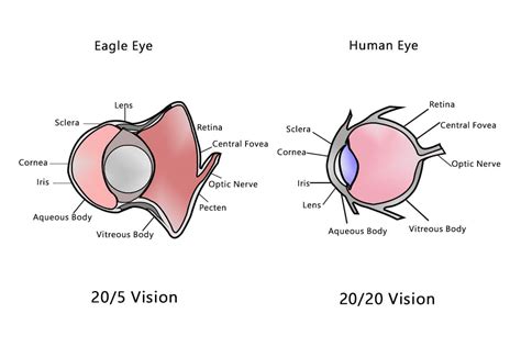 Human Vision Vs Eagle Vision Insight Vision Center