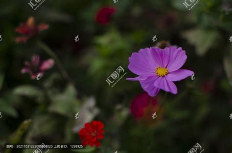 唯美秋英花 花卉 植物花草 摄影素材 汇图网www huitu