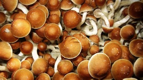 Cómo Los Hongos Psicodélicos Pueden Reconfigurar El Cerebro Para