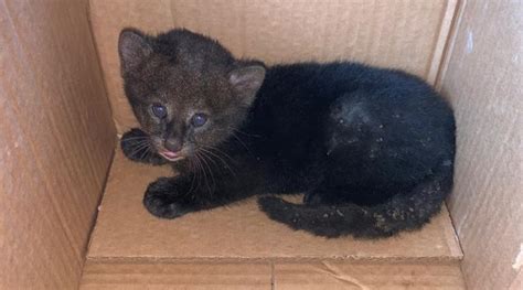 filhote gato mourisco resgatado conexao planeta Conexão Planeta