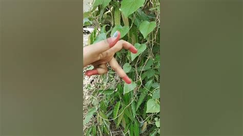 O My Love 💖💖😘o My Heart ️💝 ️ Exploryoutube Viralshortvidio