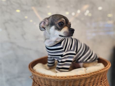 치와와 토리 스트레이트 대형견종류 실버푸들 랙돌 애견분양 유기묘 애완견종류 소형견 강아지종 강아지무료분양 유기견무료분양