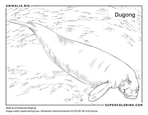 Dugong Facts Diet Habitat And Pictures On Animaliabio