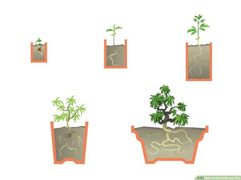 Tree Root Size Chart Ponasa