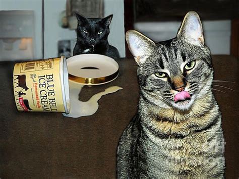 27 Adorable Cat Thieves That Were Caught In The Act