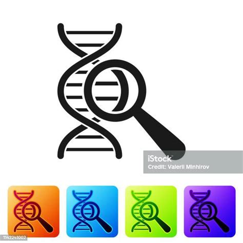黑色 Dna 研究 搜索圖示隔離在白色背景放大鏡和 Dna 鏈基因工程克隆親子鑒定在顏色正方形按鈕中設置圖示向量插圖向量圖形及更多分子圖片