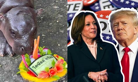 ល្បីពេញ សារព័ត៌មាន ធំៗ កូន ដំរី ទឹក ថៃ ទស្សន៍ទាយ លទ្ធផល បោះឆ្នោត អាមេរិក