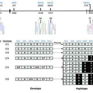Phasing Of The Vrn A Haplotypes Using Ont Long Reads A Scheme