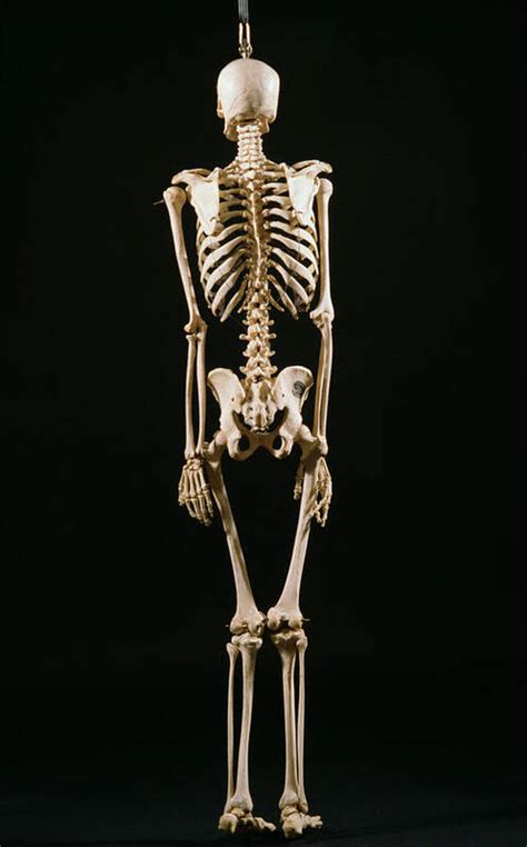 Axial Skeleton Poster By Science Photo Library Science Photo Gallery