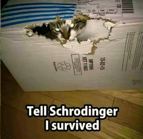 Hard Cat R Hardimages
