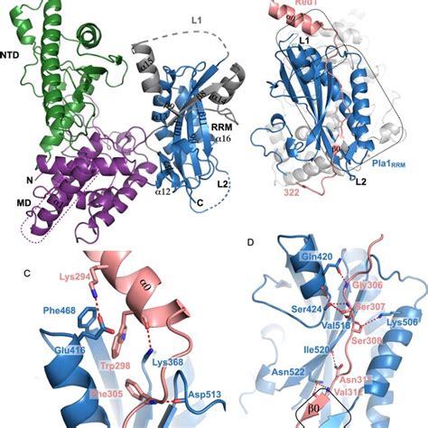 Crystal Structures Of Pla1 In Its Apo Form And In Complex With Red1 A