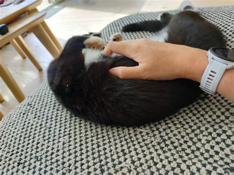 I Think My Cat Came Shipped With A Factory Defect She Has A Rare Glitch That Demands Constant