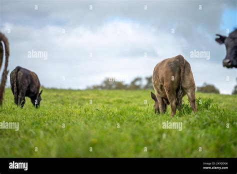 Agriculture Field Beef Cows In A Field Wagyu Cattle Herd Grazing On