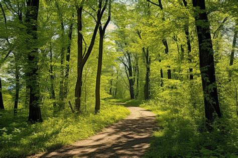 Path In The Woods By Edmund Reiff Background Eggplant Gyeonggi Do