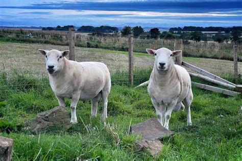 Our Tups - The Farm at Wellsgreen