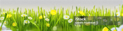 Realistic Green Grass Border With Flowers Stock Illustration Download