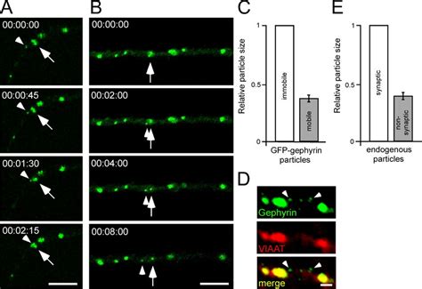 Recruitment Of Gfp Gephyrin Transport Units To And From Sites Of Download Scientific Diagram