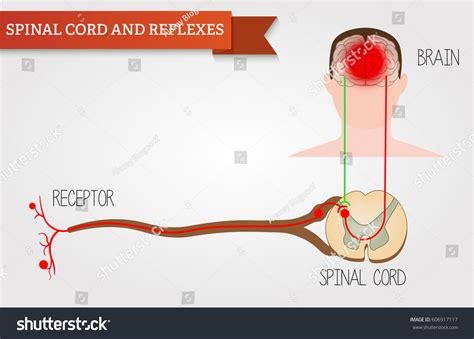 Spinal Cord Nerves And Reflexes