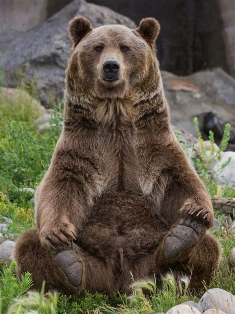 Калифорнийский бурый медведь (36 фото) | Brown bear, Bear pictures ...