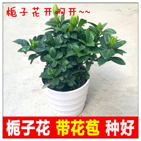 栀子花好养四季开花植物客厅卧室阳台室内绿植花卉盆栽虎窝淘