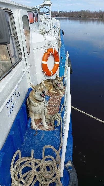 Умные собачки Youtube