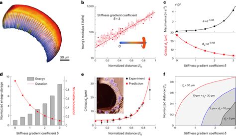 The Stiffness Gradient Amplified Catapult Effect A Clsm Image Showing