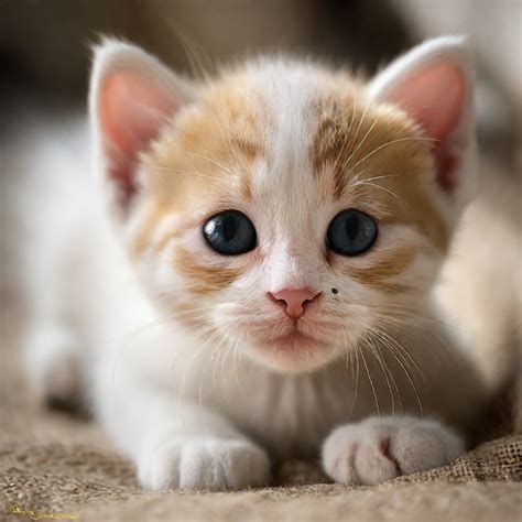 Adopta Gatitos Beb S En Catalu A