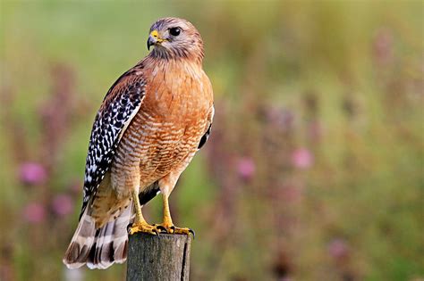 Red Shouldered Hawk Photograph By Ira Runyan Pixels