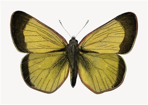 Yellow Butterfly Collage Element Psd Premium Psd Illustration Rawpixel