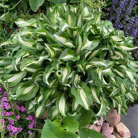 Хоста Медиовариегата Клуб Успешных Садоводов