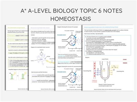 A Aqa A Level Biology Topic 6 Revision Notes Homeostasis Teaching Resources