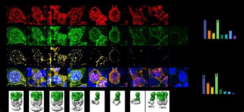Fusion Loop Mutations Impact Full Length Rabv G Conformation And