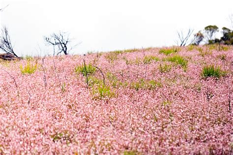 산에서 아름답고 희귀한 토착 핑크 플란넬 꽃의 필드 복사 공간 배경 Flannel Flower에 대한 스톡 사진 및 기타 이미지
