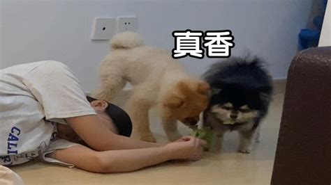 拿着生菜假装晕倒 狗狗的反应 Youtube