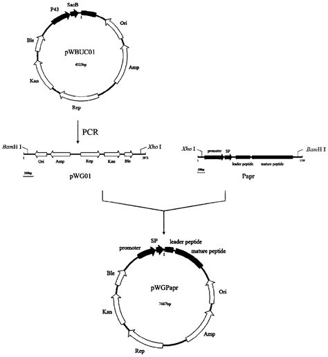 Recombinant Bacillus Subtilis And Application Thereof Eureka Patsnap