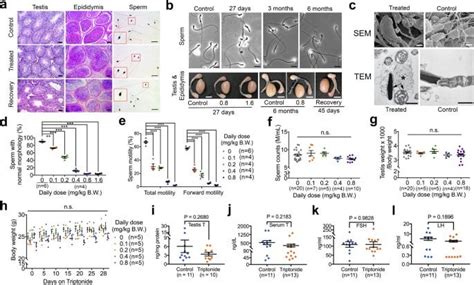 Triptonide Is A Reversible Non Hormonal Male Contraceptive Agent In