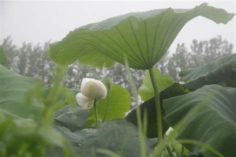 郯城县杨集镇万亩荷塘荷花怒放 景色怡人