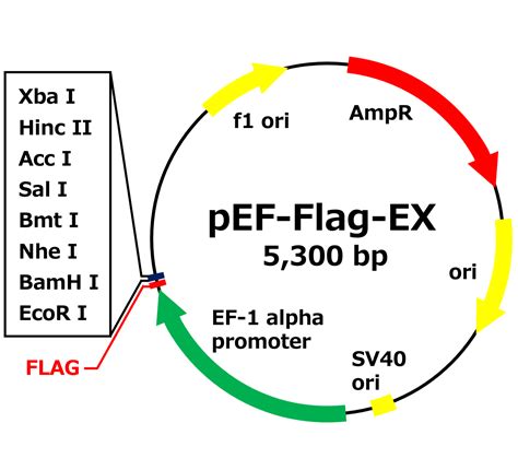Plasmid Vector