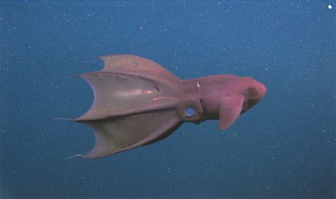 Vampyroteuthis Infernalis Frame Grab From High De Fi Nition Video