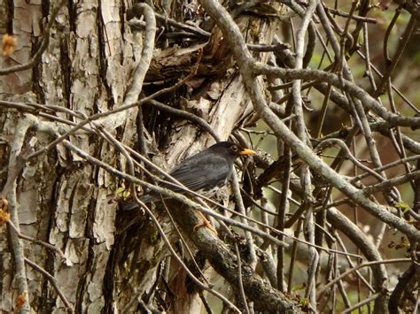 コサメビタキの巣 bird福島県