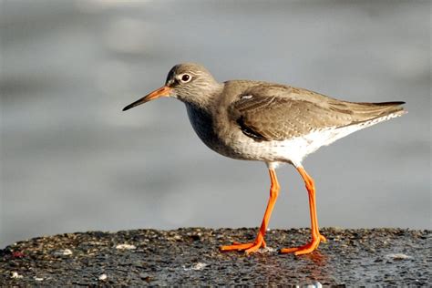Spotted Redshank BirdWatch Ireland