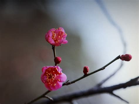 봄꽃 여섯 종류의 매화 꽃 들국화 김옥순 시인 홈페이지