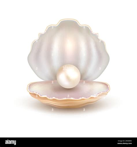 Open Shell Illustration