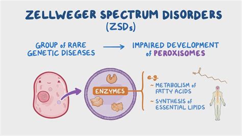 Zellweger Spectrum Disorders Nord Video And Anatomy Osmosis