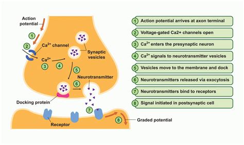 Simple Synapse Diagram