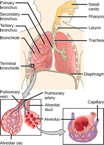 Respiratory System Flashcards Quizlet