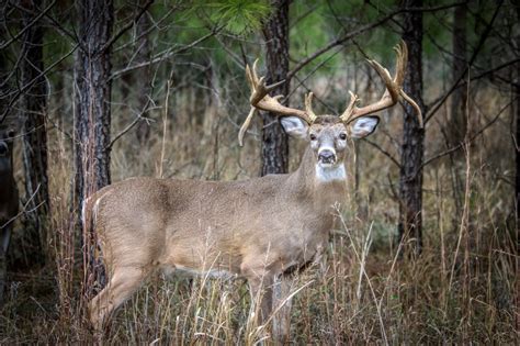 The Biggest World Record Whitetail Deers In History