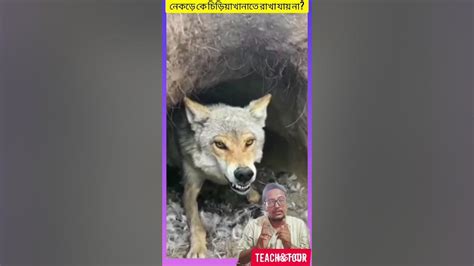 নেকড়ে বাঘ পোষা যায় না খরগোশের দাঁত বড় হতে থাকে ডলফিন Banglarfacts