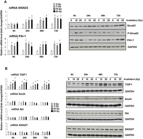 A Irradiation Induces Smad Pathway And Pai 1 In Huvec Cells Mrna Download Scientific Diagram