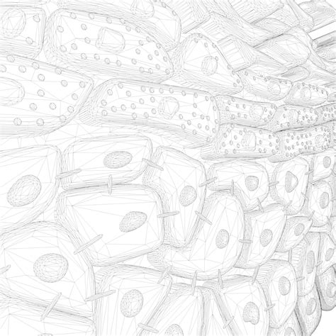 Epidermis Cross Section 3d Model By Zames1992d